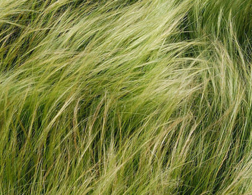 Human Nature | The Power of the Plains